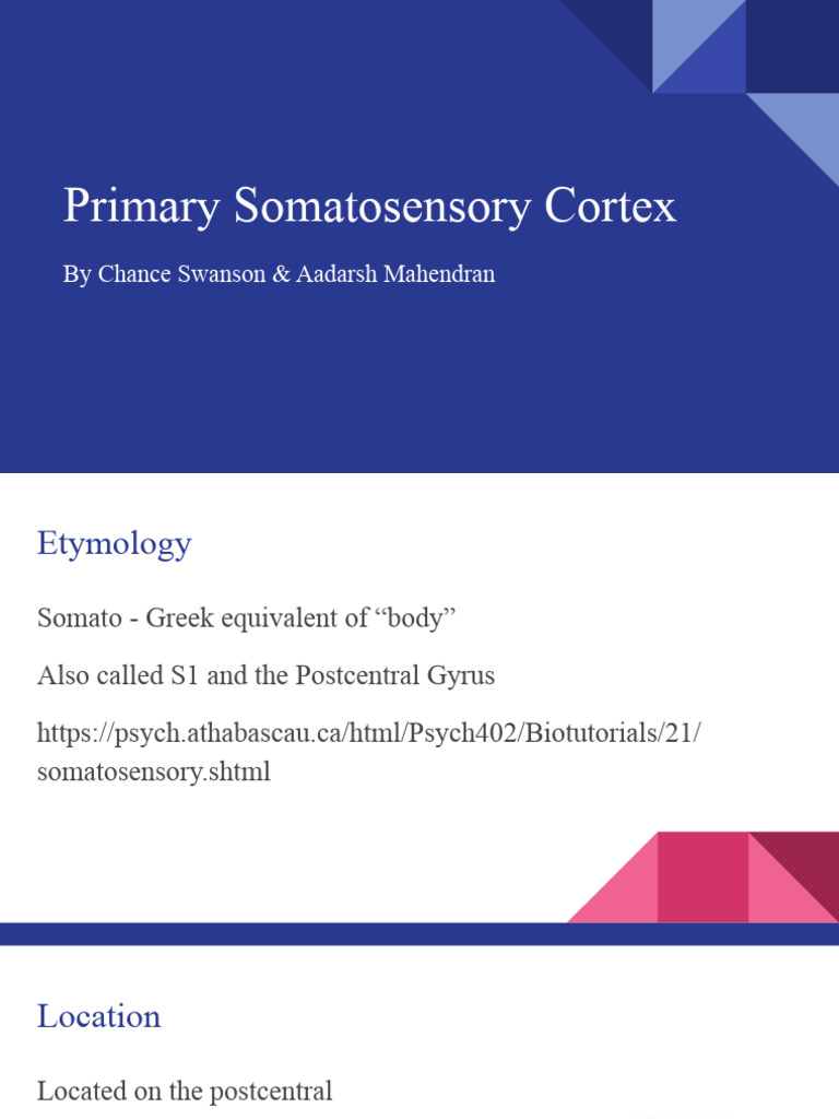 Primary Somatosensory | PDF | Somatosensory System | Cerebral Cortex