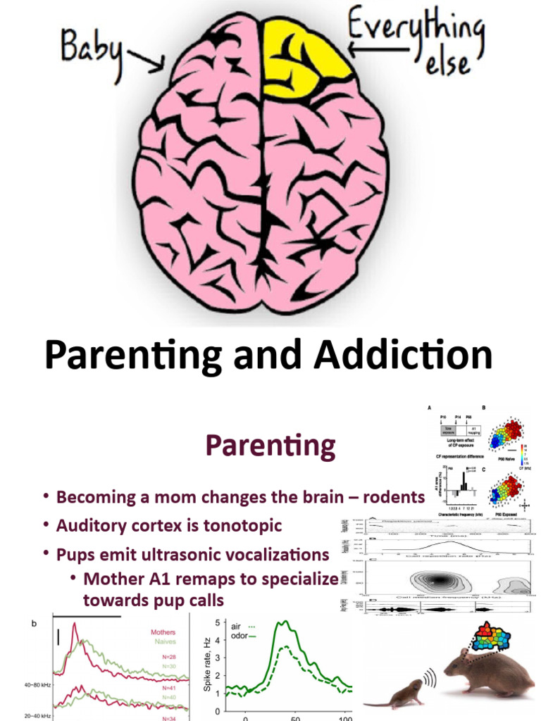 Parenting's Impact on Brain and Addiction | PDF | Relapse | Hippocampus