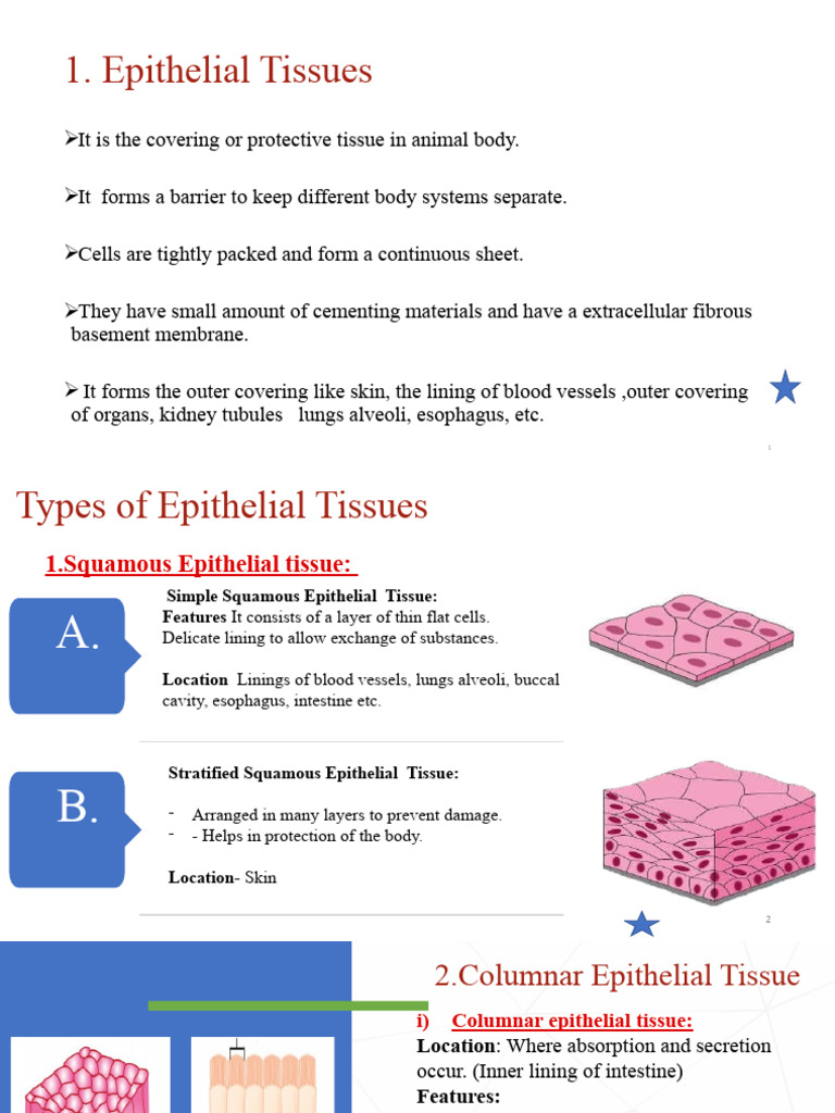 Epithelial Tissue | PDF | Epithelium | Biology
