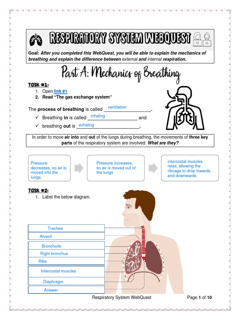 Respiratory Web Quest Updated | PDF | Respiratory System | Breathing