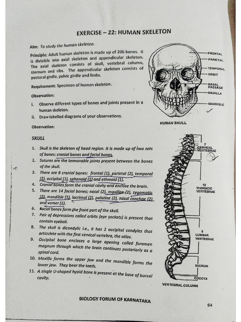 Human Skeleton | PDF