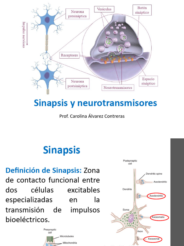 Clase 6 Sinapsis y neurotransmisores | PDF | Sinapsis | Biología Celular