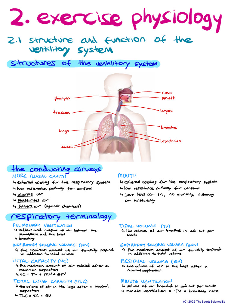 Exercise Physiology Notes | PDF | Exhalation | Breathing