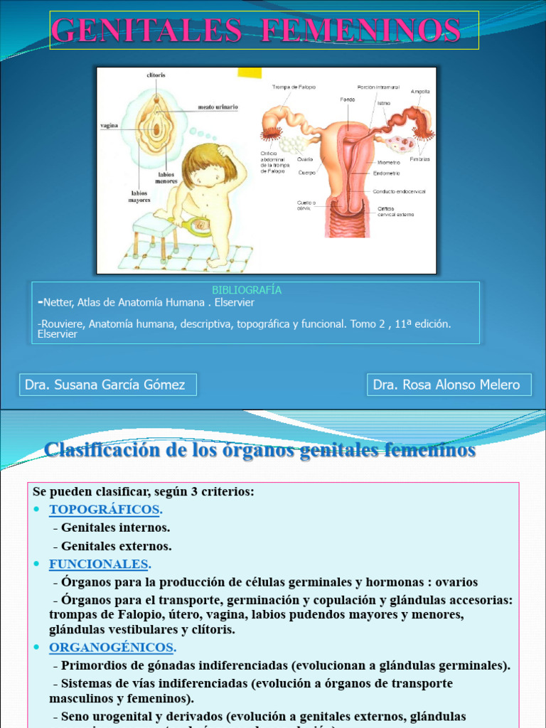 Genitales Externos | PDF | Labios | Vagina