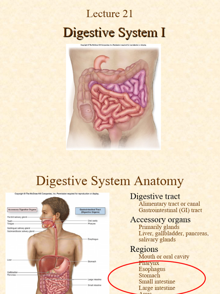 Lecture 20 - The Digestive System I | PDF | Stomach | Human Digestive ...