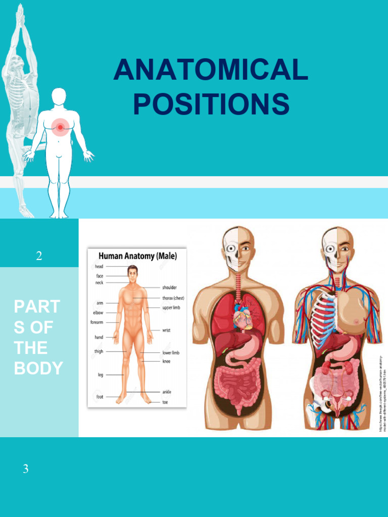 Anatomical Positions | PDF | Anatomical Terms Of Motion | Anatomical Terms Of Location