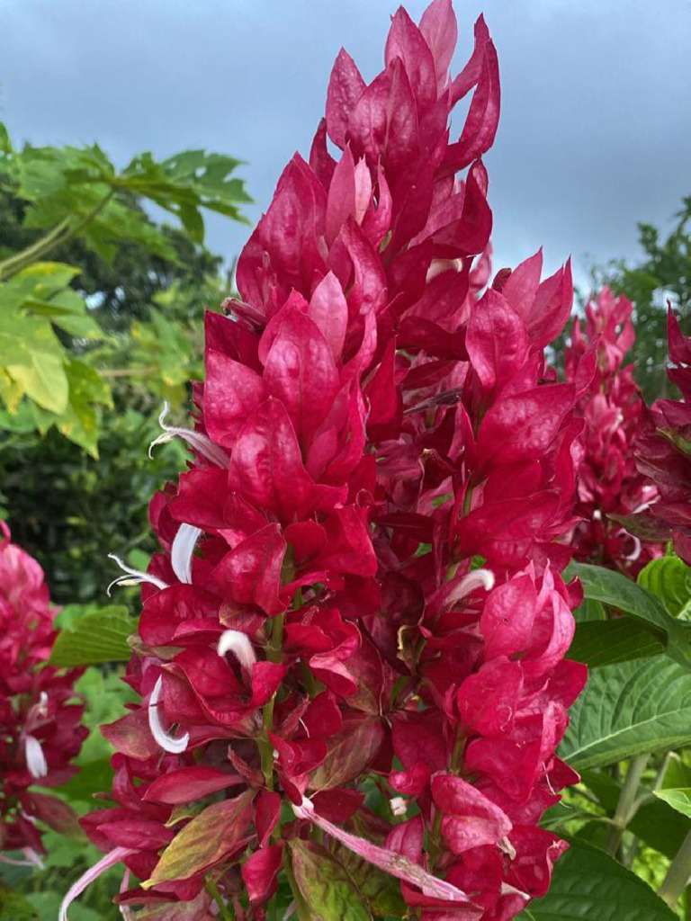 Manuel Barroso | PDF