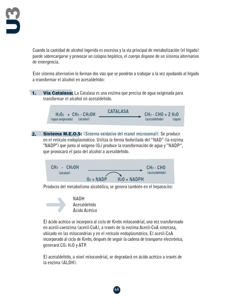 Sobe | PDF | Ácido láctico | Metabolismo