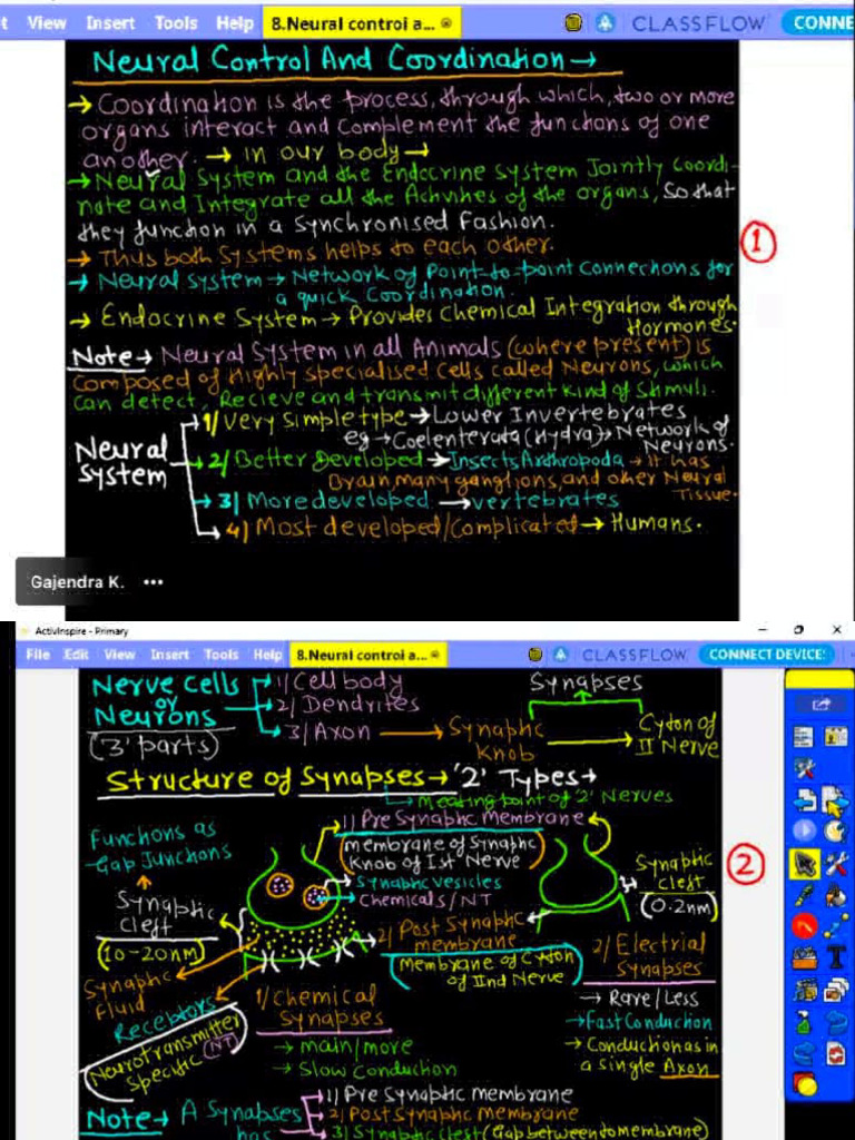 Neural Control and Coordination | PDF