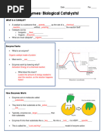 ANSWER KEY Enzyme Worksheet | PDF | Enzyme | Active Site