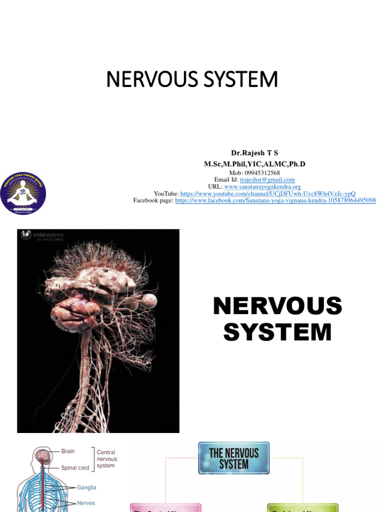 NERVOUS SYSTEM | PDF | Spinal Cord | Nervous System