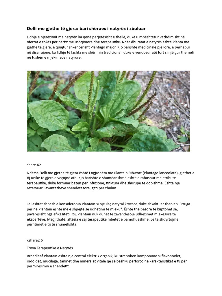 Delli Me Gjethe Të Gjera | PDF