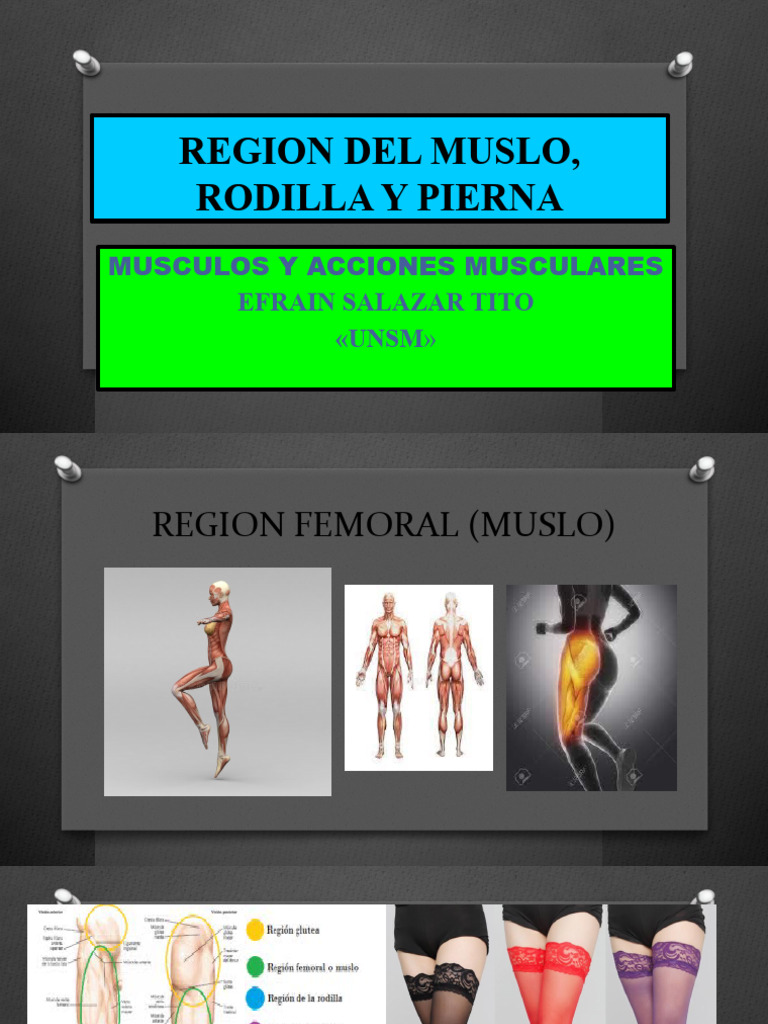 Miologia y N. v. de Muslo - Rodilla - Pierna Hasta Pie | PDF | Rodilla ...