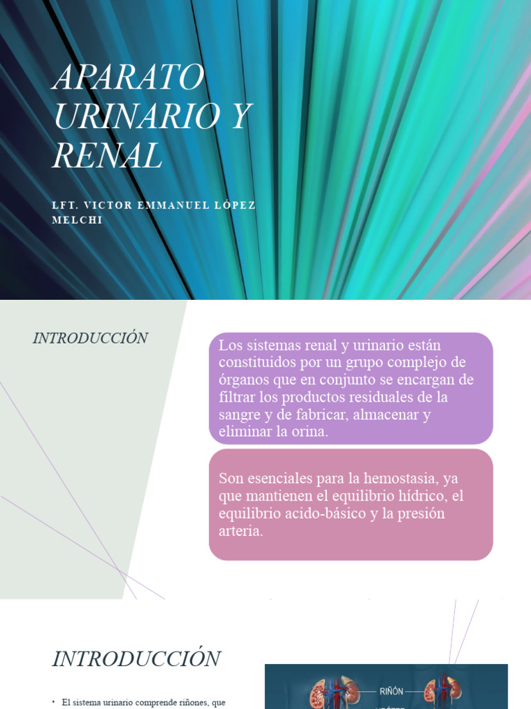 Aparato Urinario y Renal | PDF | Riñón | Sistema urinario