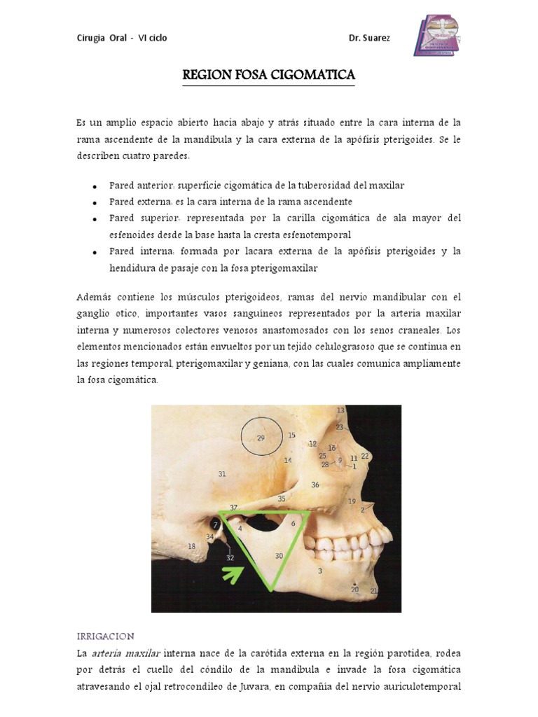 Anatomía de la Fosa Cigomática | PDF | Sistema esquelético | Sistema ...