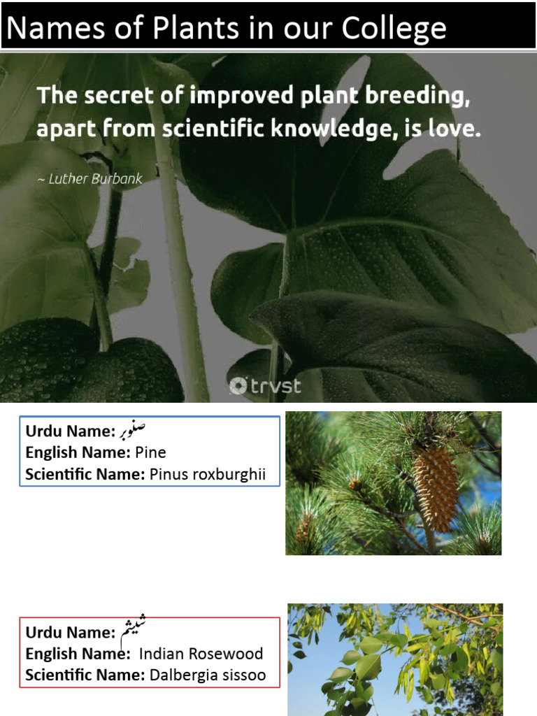Names of Plant Species | PDF | Home & Garden | Science & Mathematics