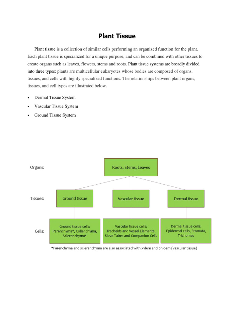 Plant-Tissue | PDF | Tissue (Biology) | Plant Stem