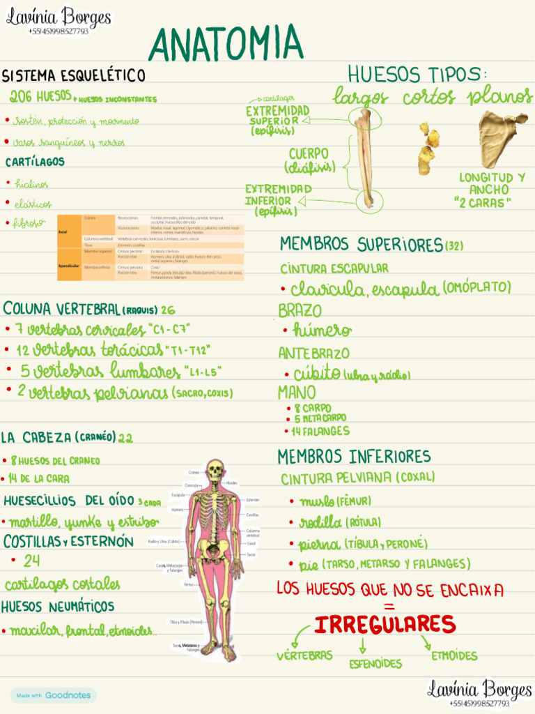 Anatomia 2 | PDF | Vértebra | Hueso
