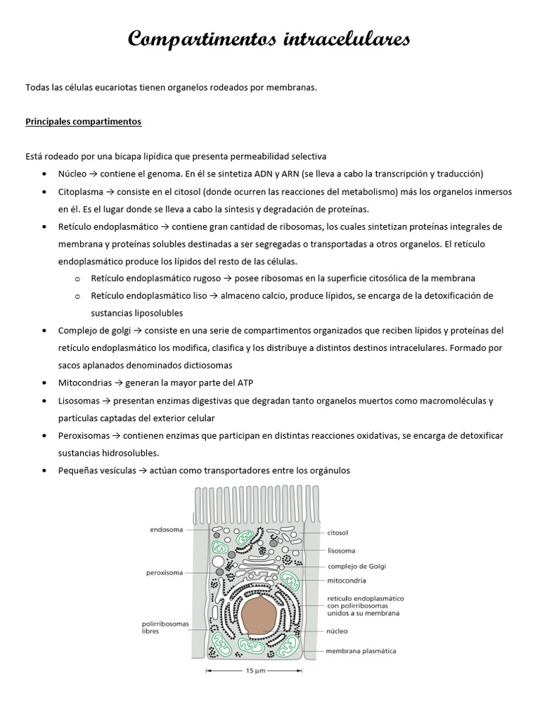 Compartimentos intracelulares | PDF | Nucleo celular | Retículo ...