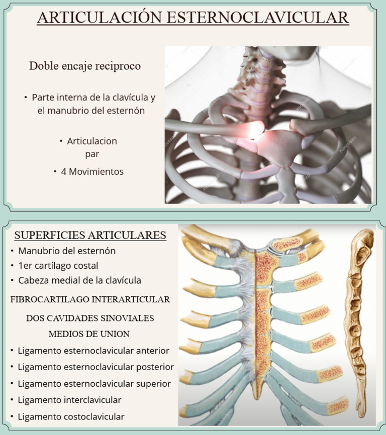 Articulacion Esternoclavicular | PDF