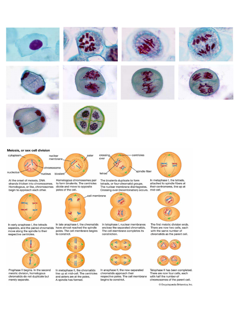 Meiosis | PDF