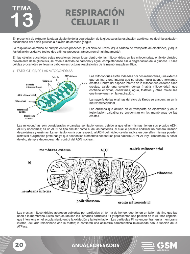 Biologia Tema 13 | PDF | Respiración celular | Trifosfato de adenosina