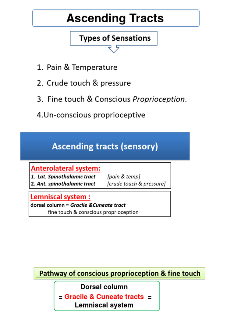 BMS301, L9, Anatomy, Long Ascending Pathways 2 | PDF | Somatosensory ...