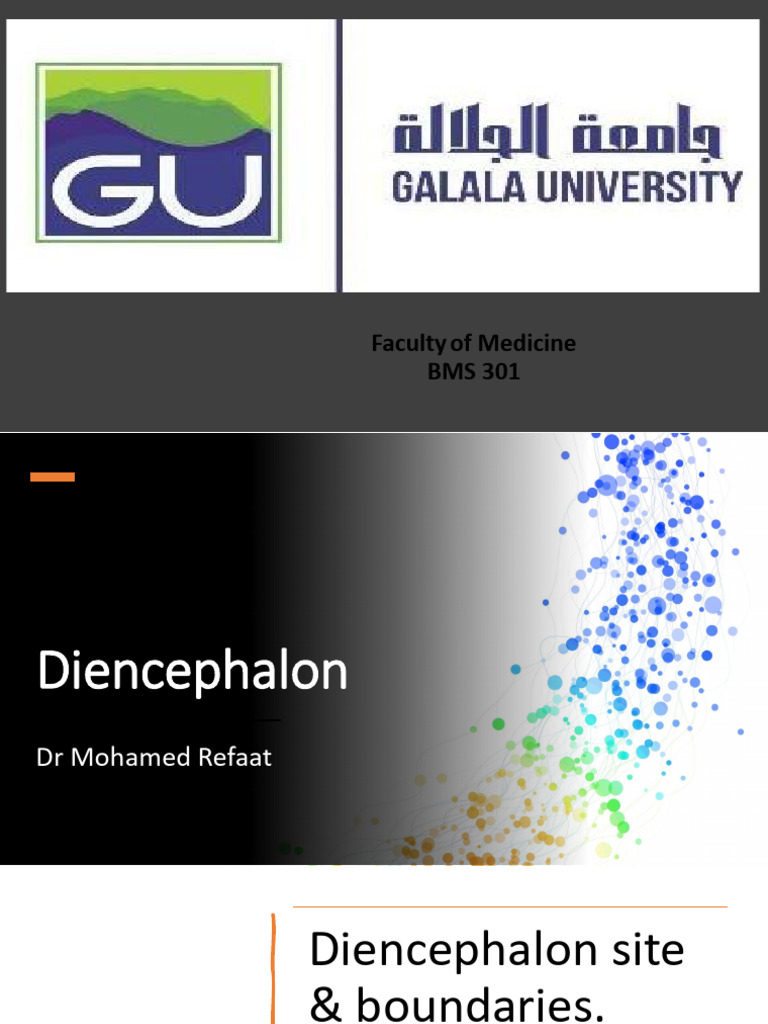 BMS301, L21, Anatomy, Diencephalon | PDF | Thalamus | Hypothalamus