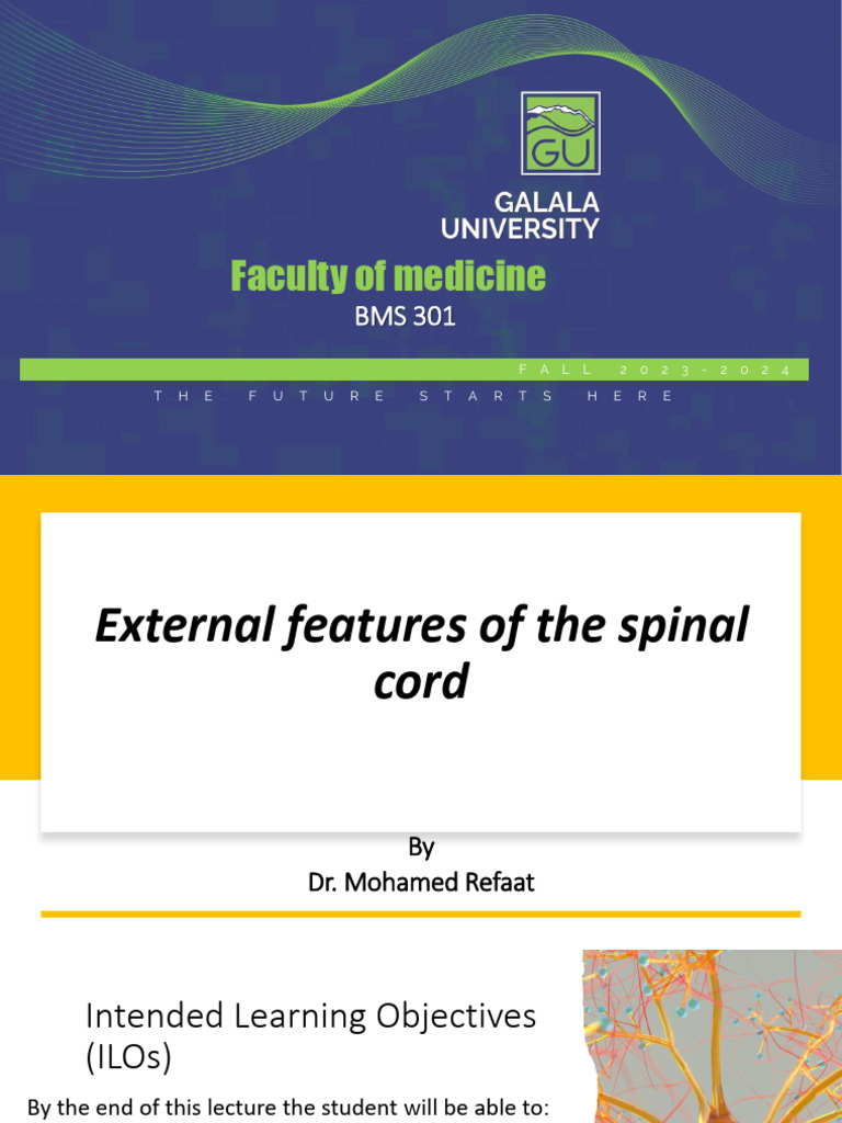 BMS301, L7, Anatomy, External Features of Spinal Cord | PDF | Vertebral ...