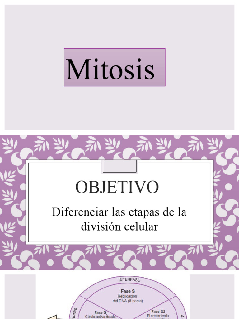 Mitosis y Meiosis | PDF | Mitosis | Mitosis
