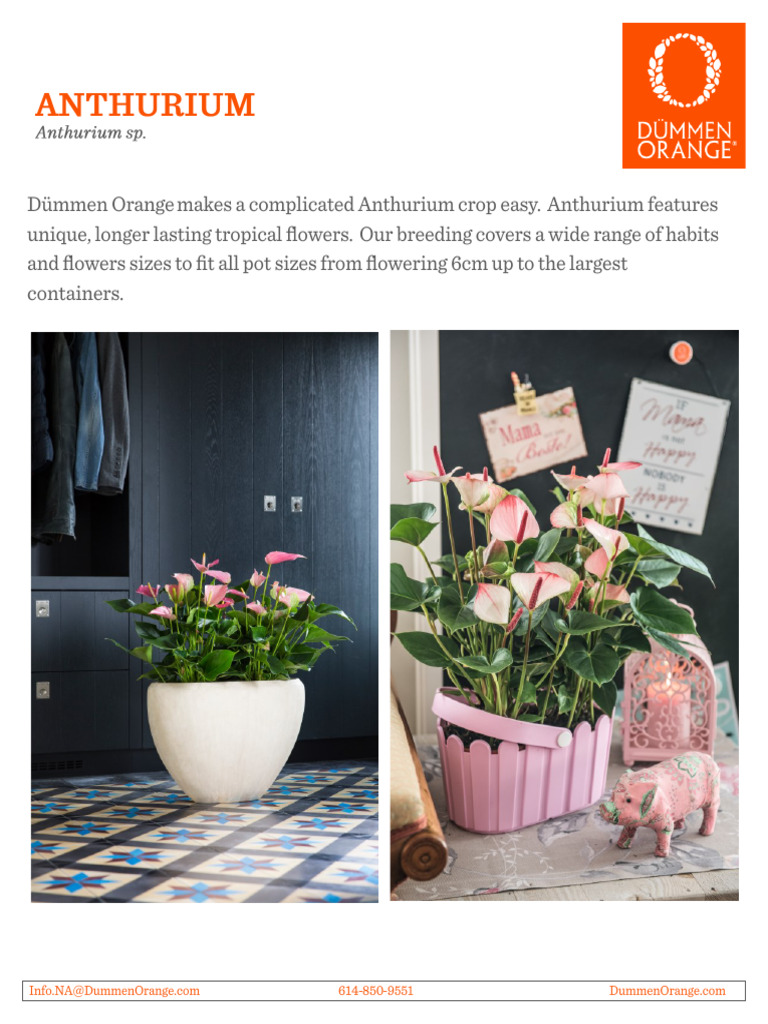 Anthurium | PDF | Cooking, Food & Wine | Science & Mathematics