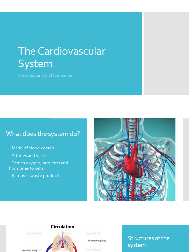 Cardiovascular Presentation 2 | PDF | Heart | Artery