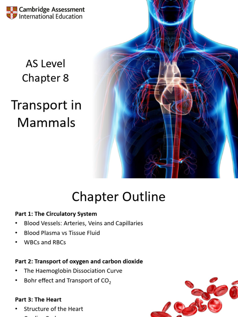 8 Transport in Mammals | Download Free PDF | Atrium (Heart) | Heart Valve