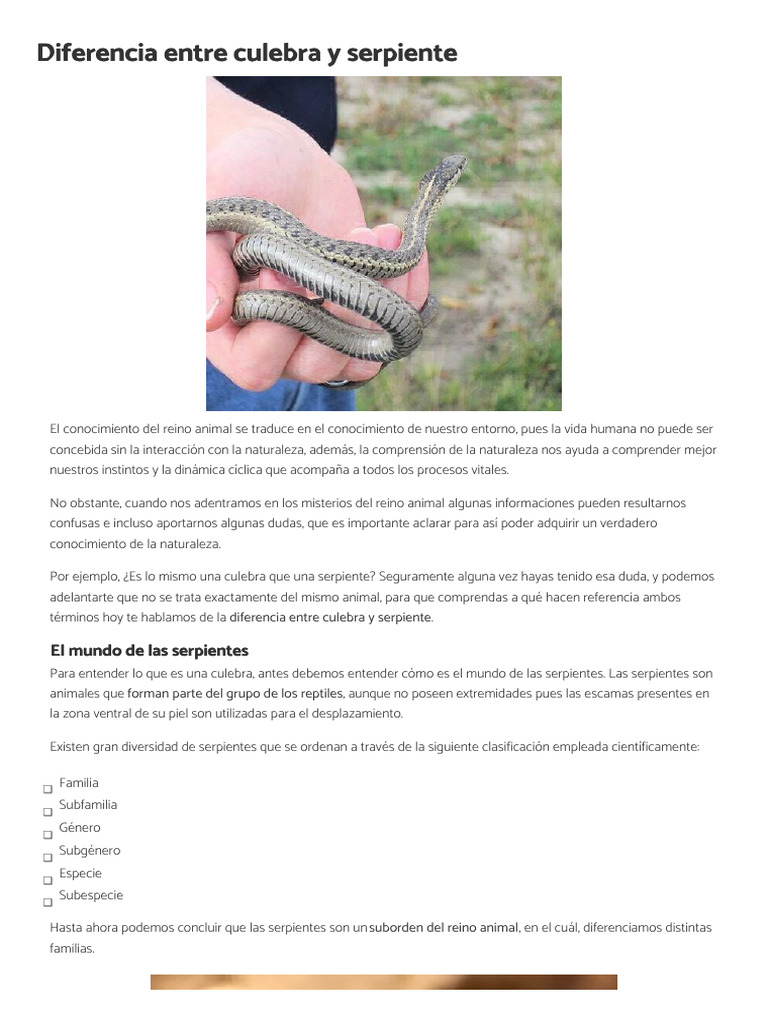 Diferencia Entre Culebra y Serpiente | PDF | Serpiente | Squamata