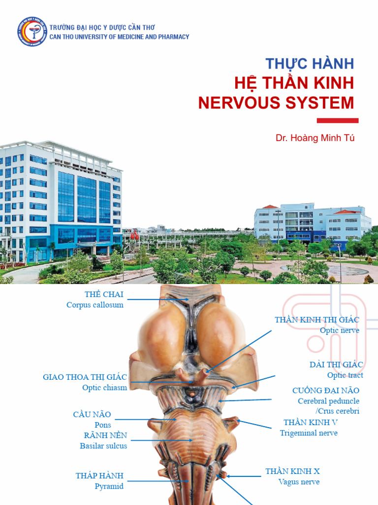 Practical Nervous System | PDF