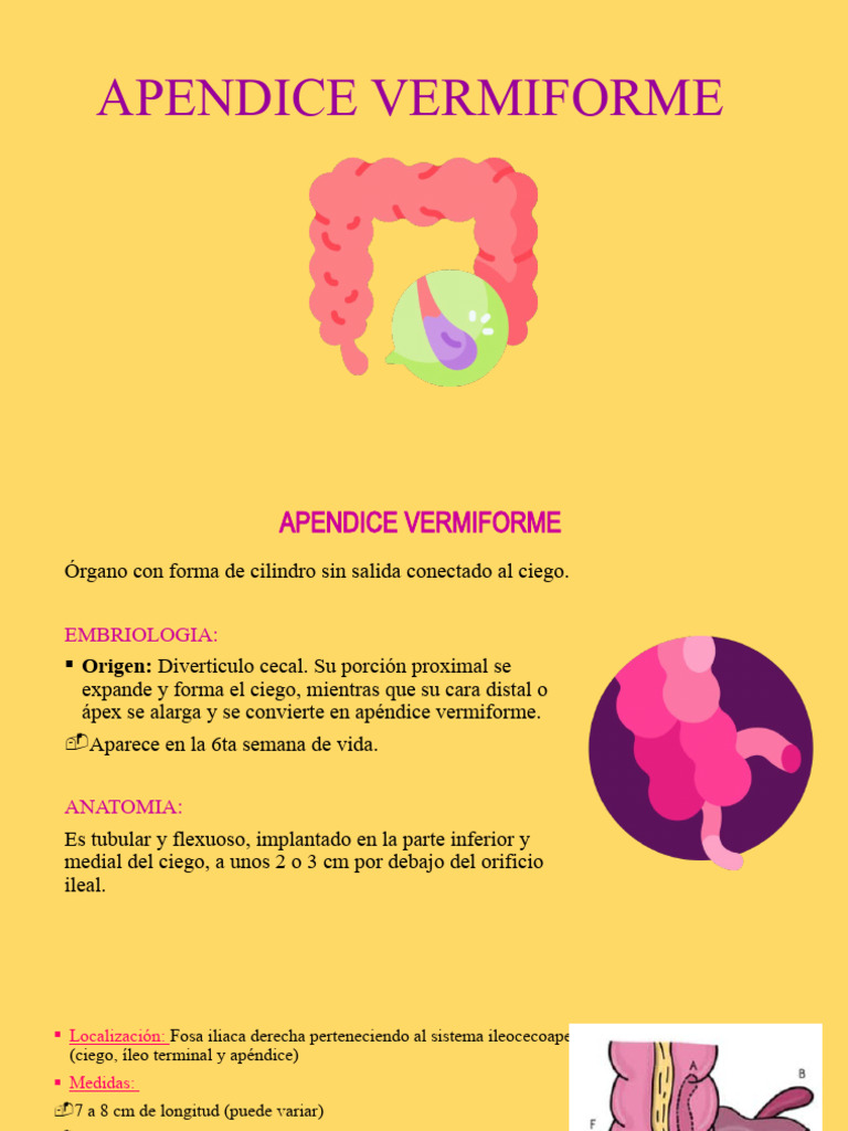 Apendice Vermiforme | PDF | Especialidades Medicas | Sistema digestivo