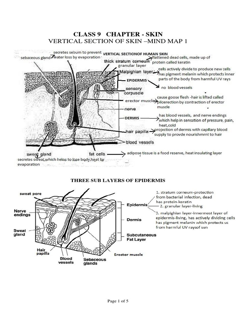 Class 9, Skin - CW - Mindmaps, Ws 1, Hw-Ws 2 | PDF | Skin | Vasodilation