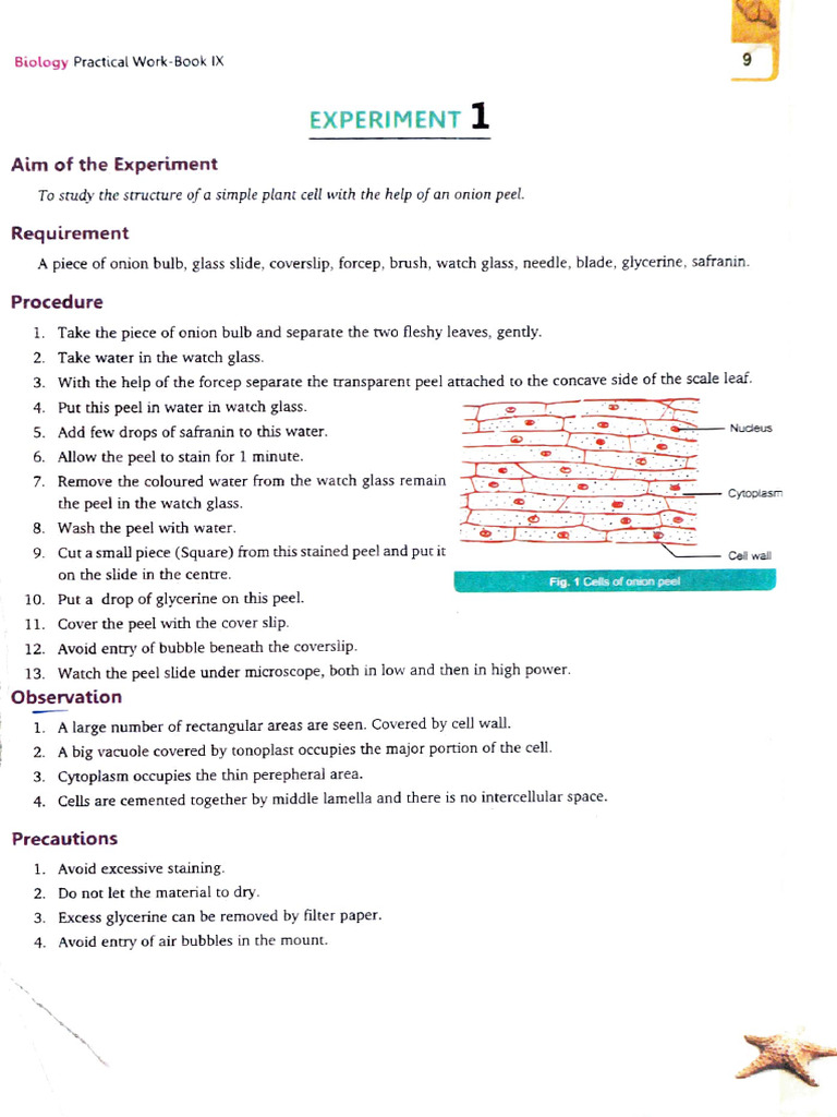 Biology Experiments | PDF | Seed | Flowers