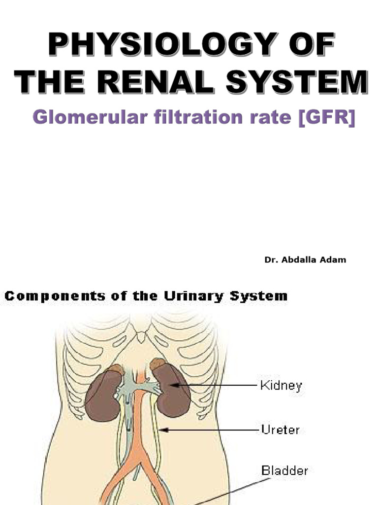 1 - Nephron +GFR | PDF | Kidney | Angiotensin