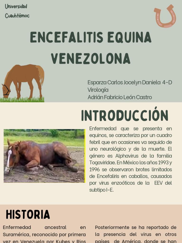 Encefalitis Equina Venezolana: Síntomas y Transmisión | PDF | Virus ...