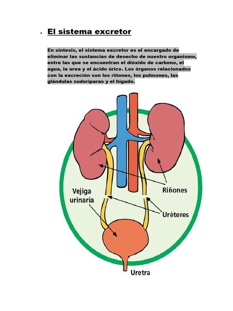 El sistema excretor | PDF | Sistema urinario | Riñón