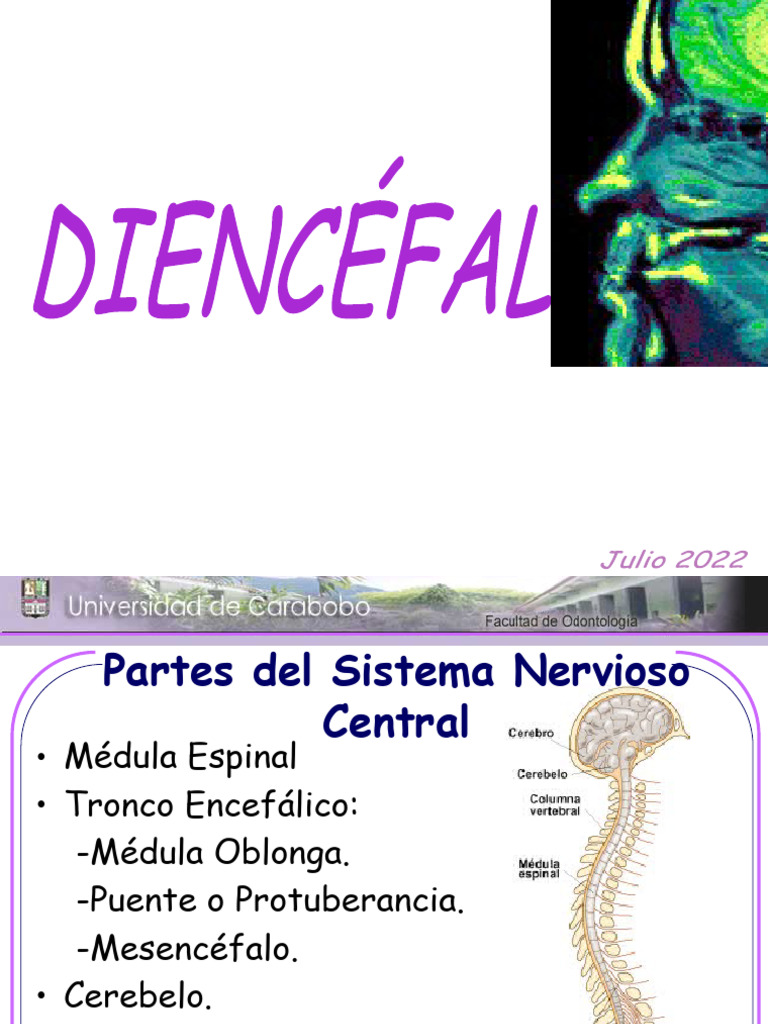 DIENCEFALO | PDF | Hipotálamo | Glándula pituitaria