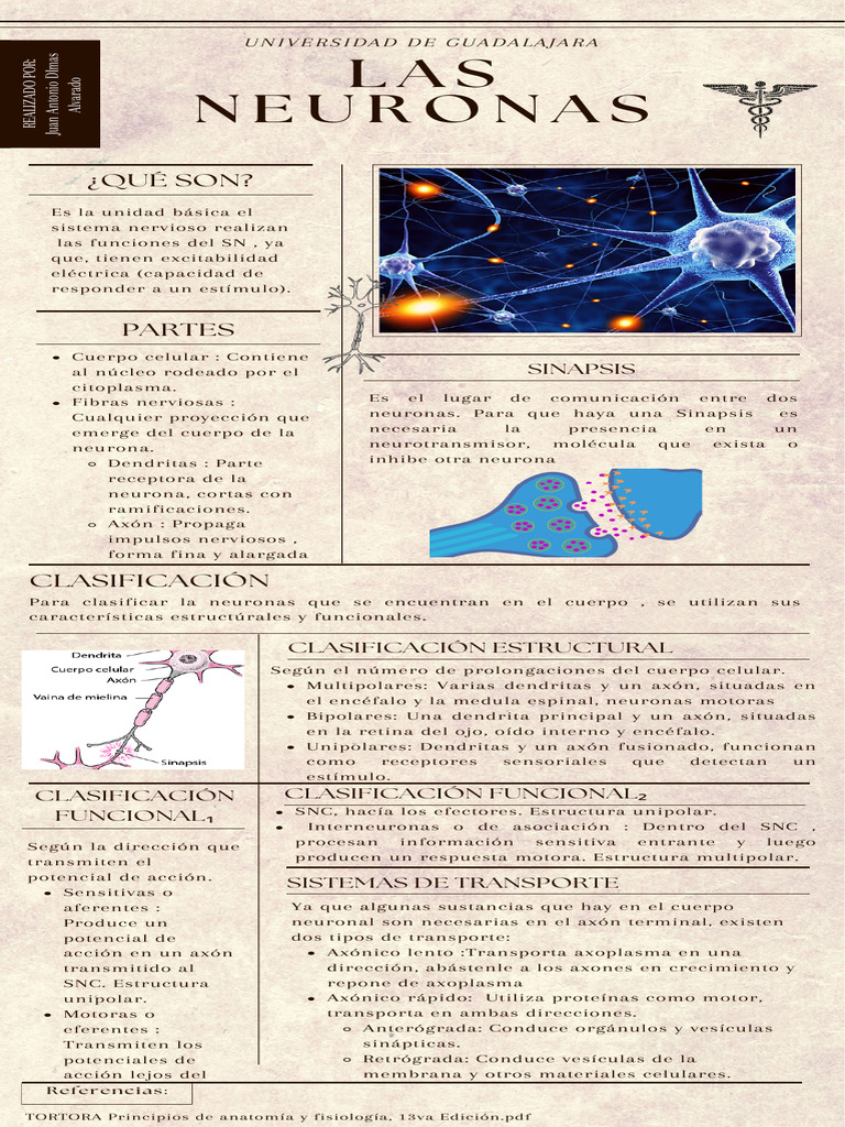 Infografía de Las Neuronas | PDF | Neurona | Axon