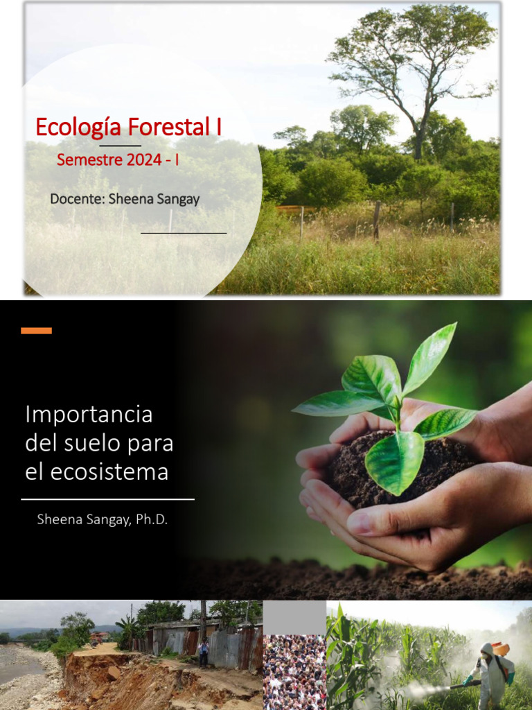 Ecologia Forestal I 2024 1 Factor Edáfico 100624 | PDF | Suelo ...