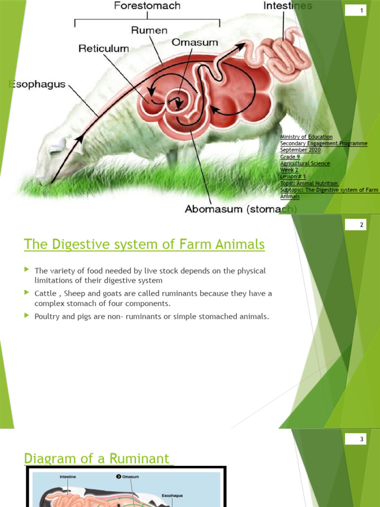 Grade 9 Agriculture Science Week 2 Lesson 1 | PDF | Carbohydrates | Foods