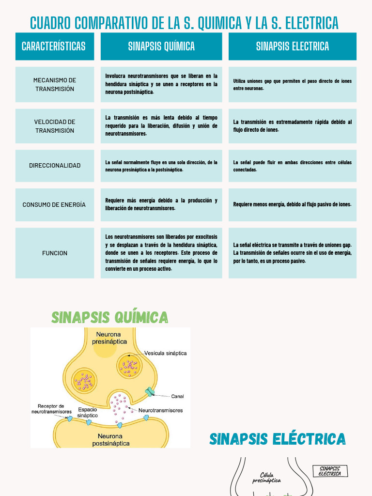 Comparativa: Sinapsis Química y Eléctrica | PDF
