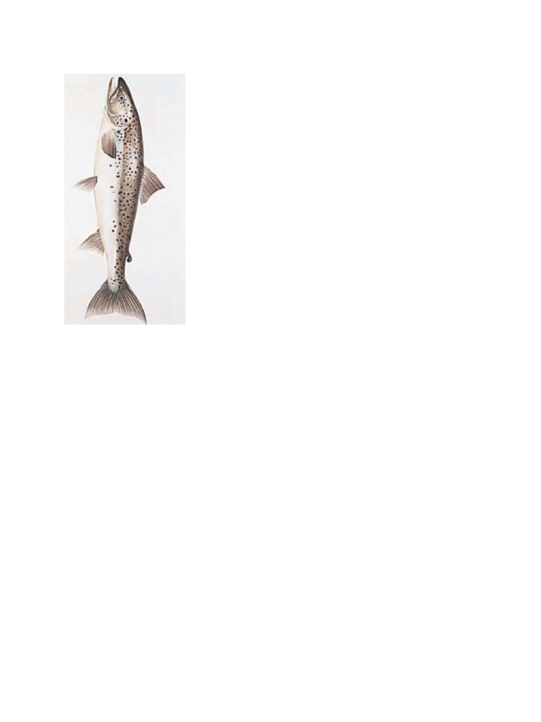 Salmon - Geo Project - Fish Selection | PDF