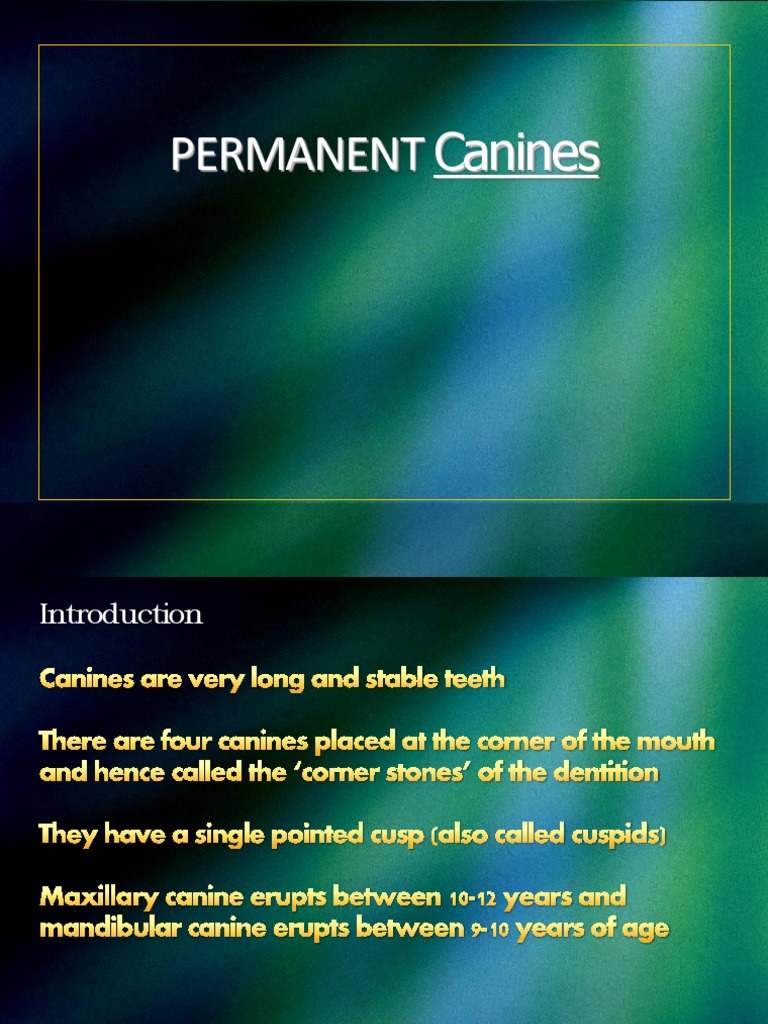 Canines | PDF | Facial Features | Human Head And Neck