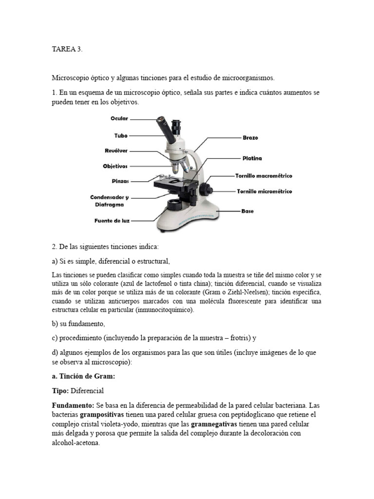 TAREA 3 Microscopio Optico | PDF | Tinción | Las bacterias