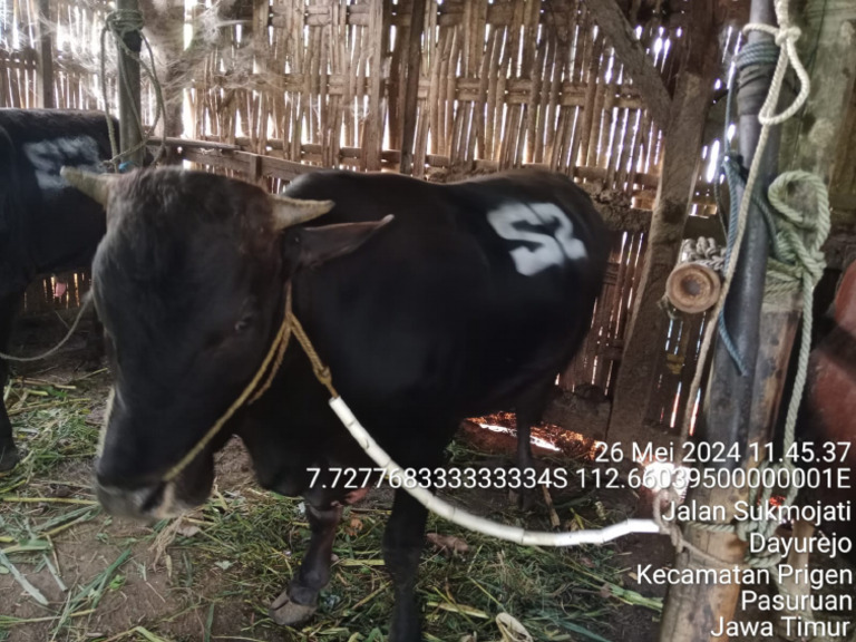 Qurban Sapi S21 | PDF